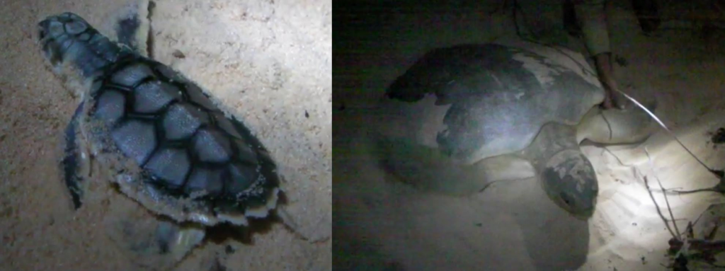 Trouble for turtles? - Mercury Australia