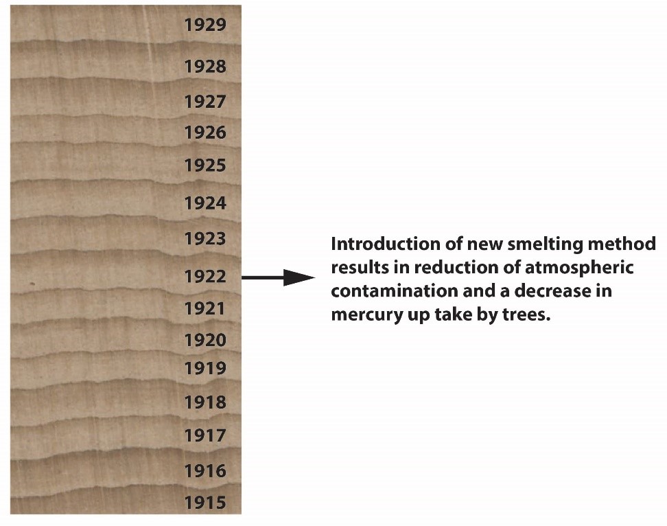 Tree rings can reveal past mercury contamination - Mercury Australia